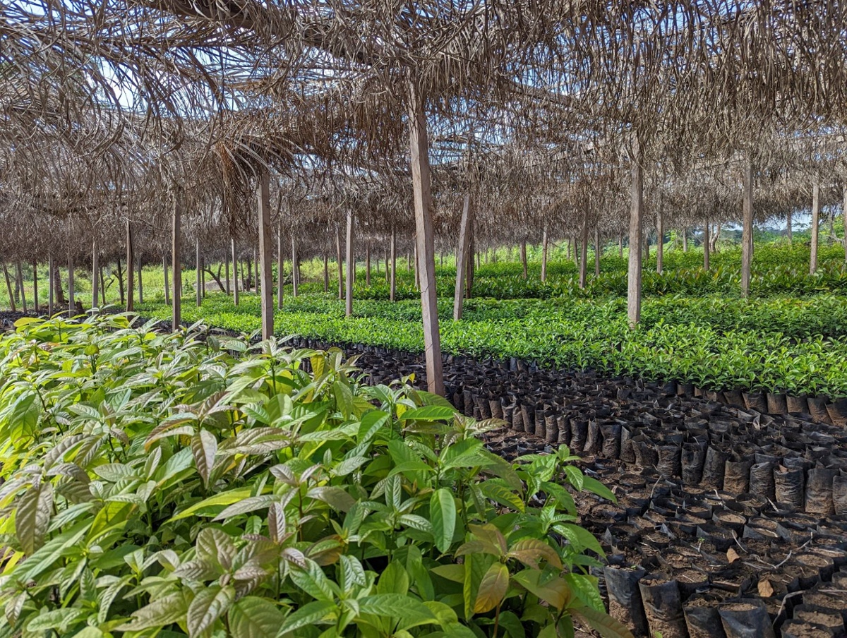 Uganda reforestation project essentials Uganda reforestation project essentials